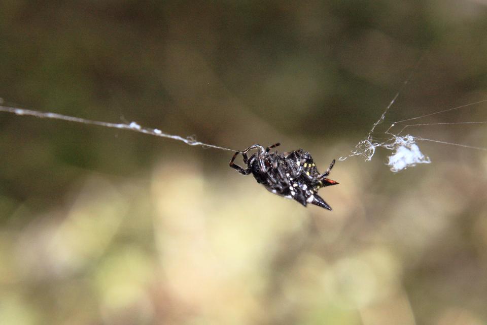 Spiny Backed Orb Weaver 107 Shutterbug