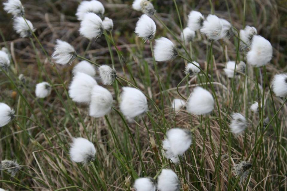 Tundra Cotton Grass | Shutterbug Tundra Cotton Grass | Shutterbug