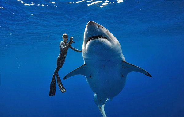 Watch This Underwater Photographer Swim with One of the Largest Sharks ...