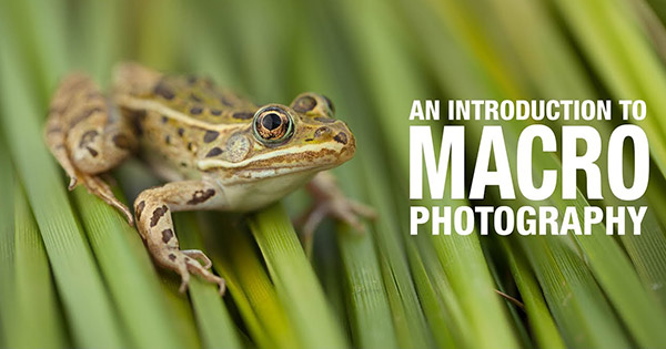 Here's a Great Introduction to the Basics of Macro Photography (VIDEO ...
