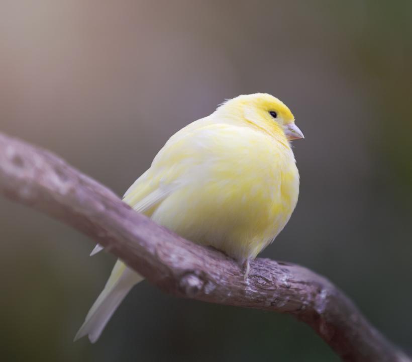 Shutterbug Photo of the Day: “Canary” by Kathleen Hock | Shutterbug