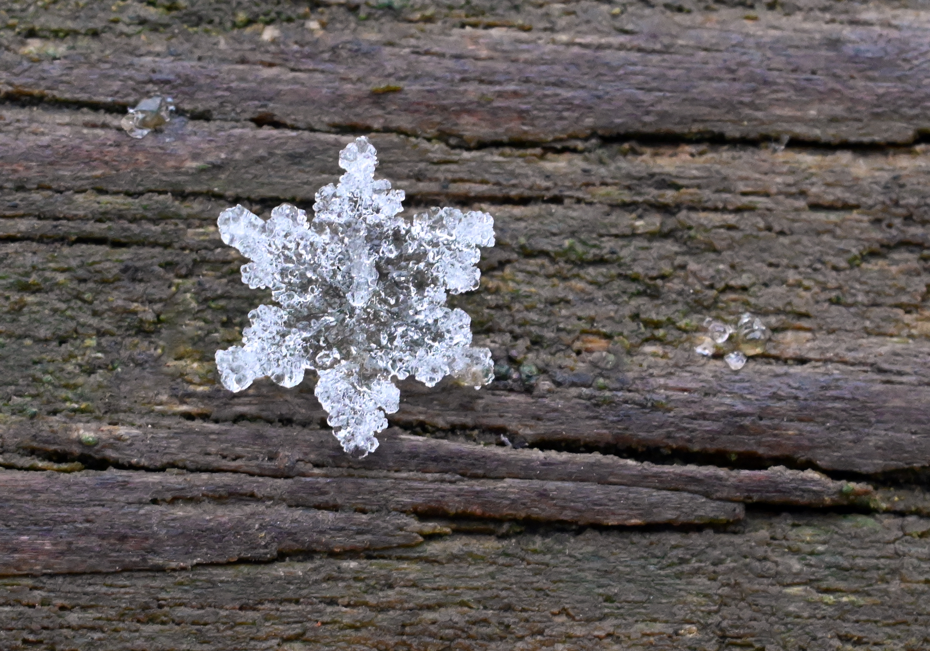 Not So Delicate Snowflake | Shutterbug