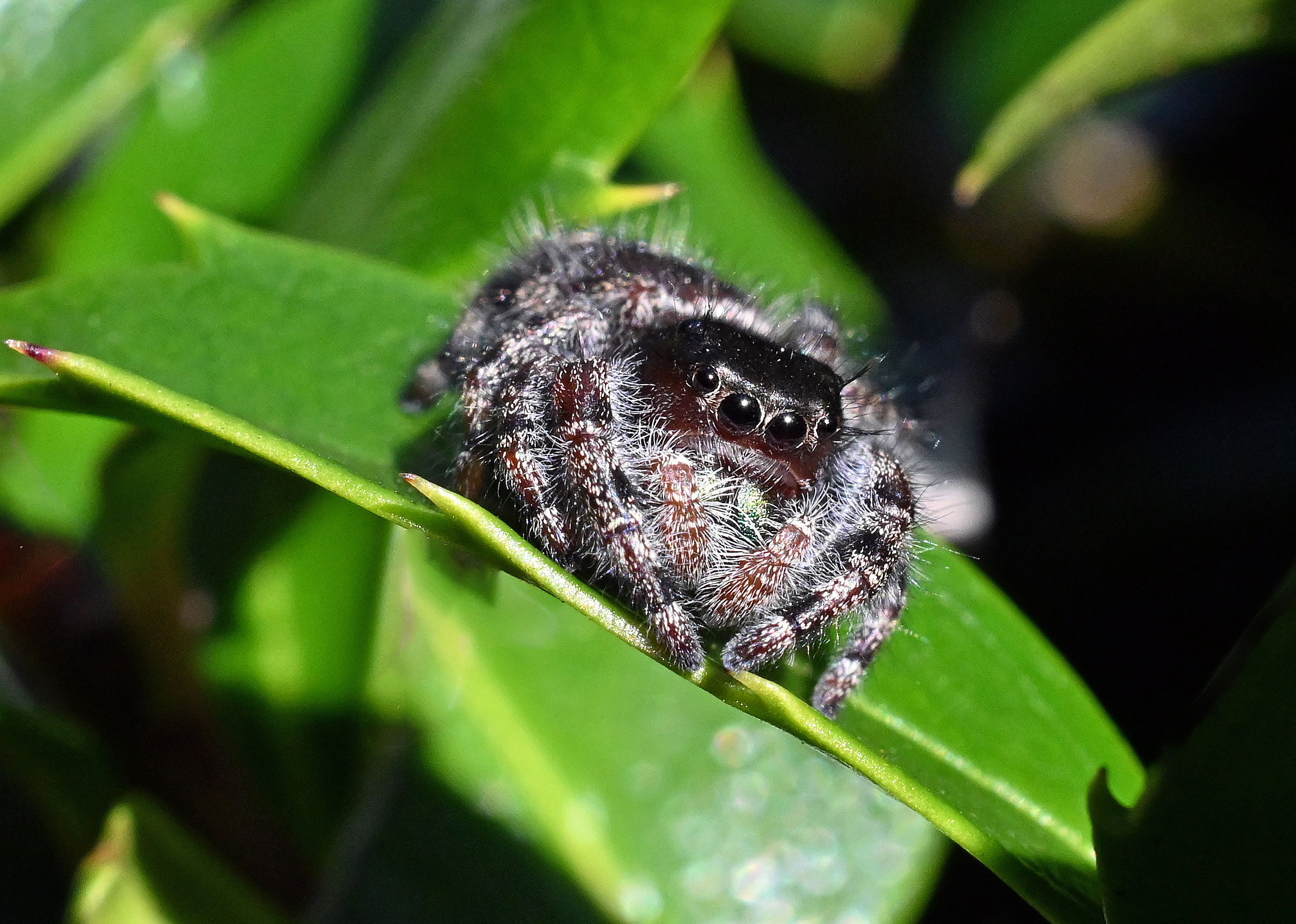 Creepy Crawly | Shutterbug