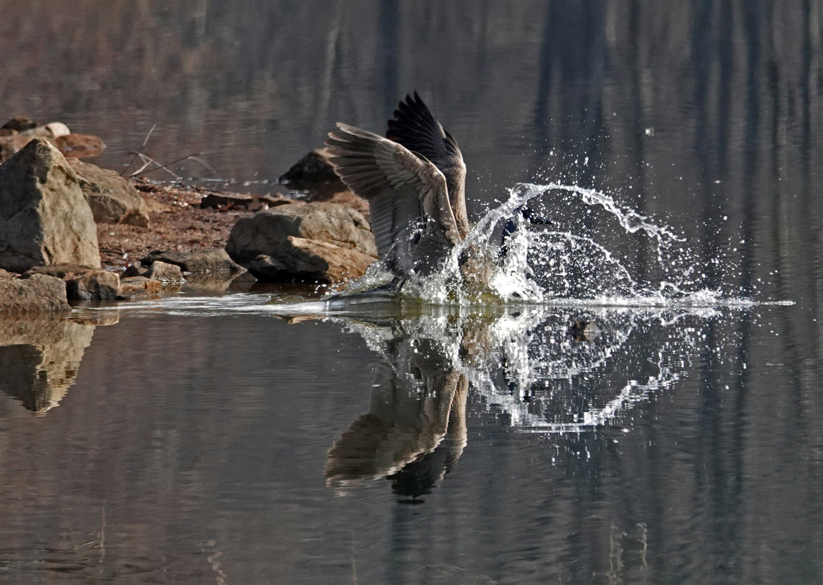 Splash Landing | Shutterbug