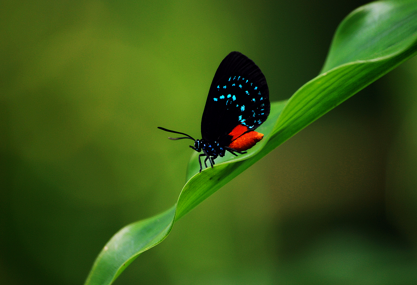 Atala Butterfly | Shutterbug