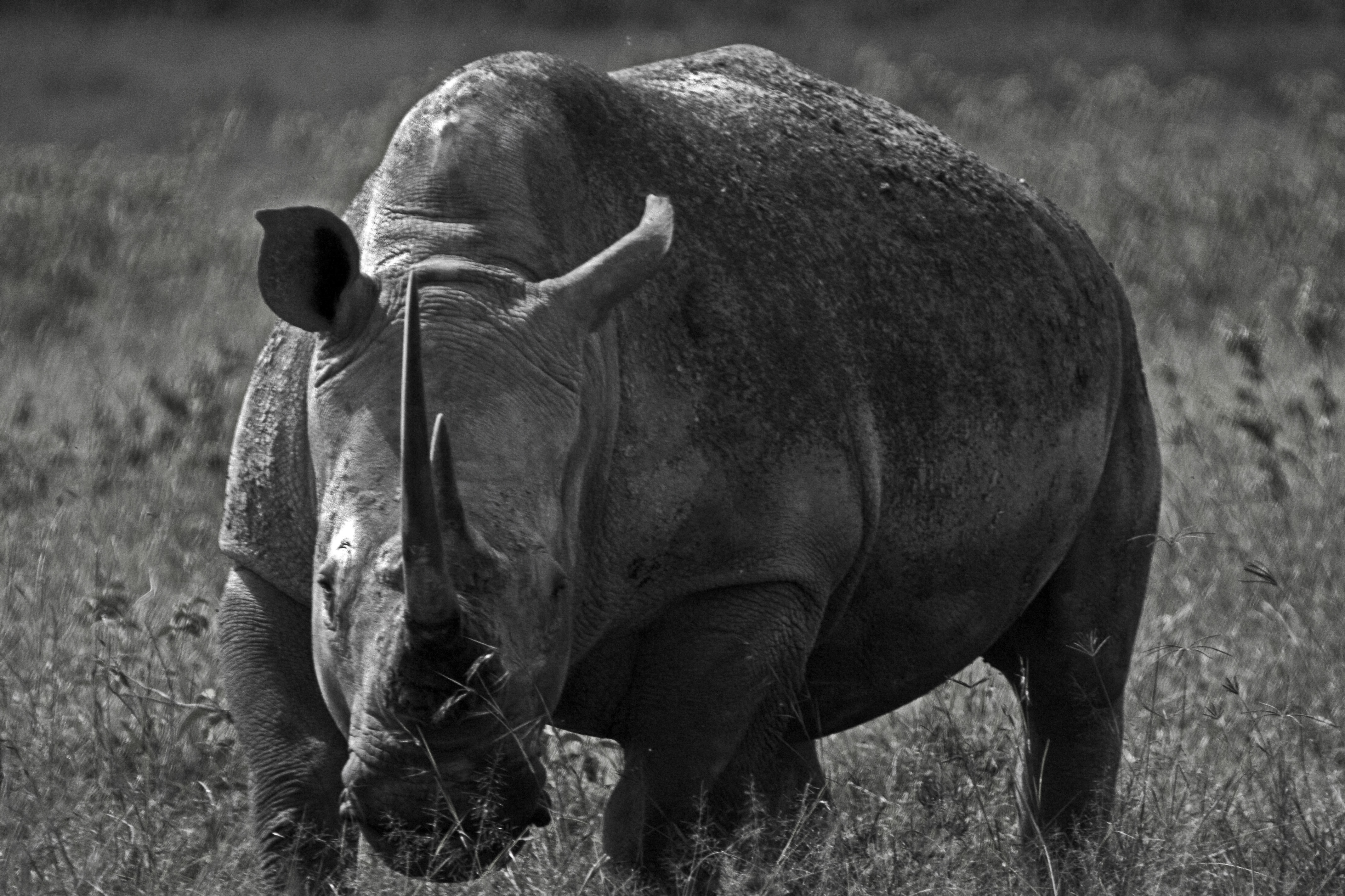 The White Rhino | Shutterbug