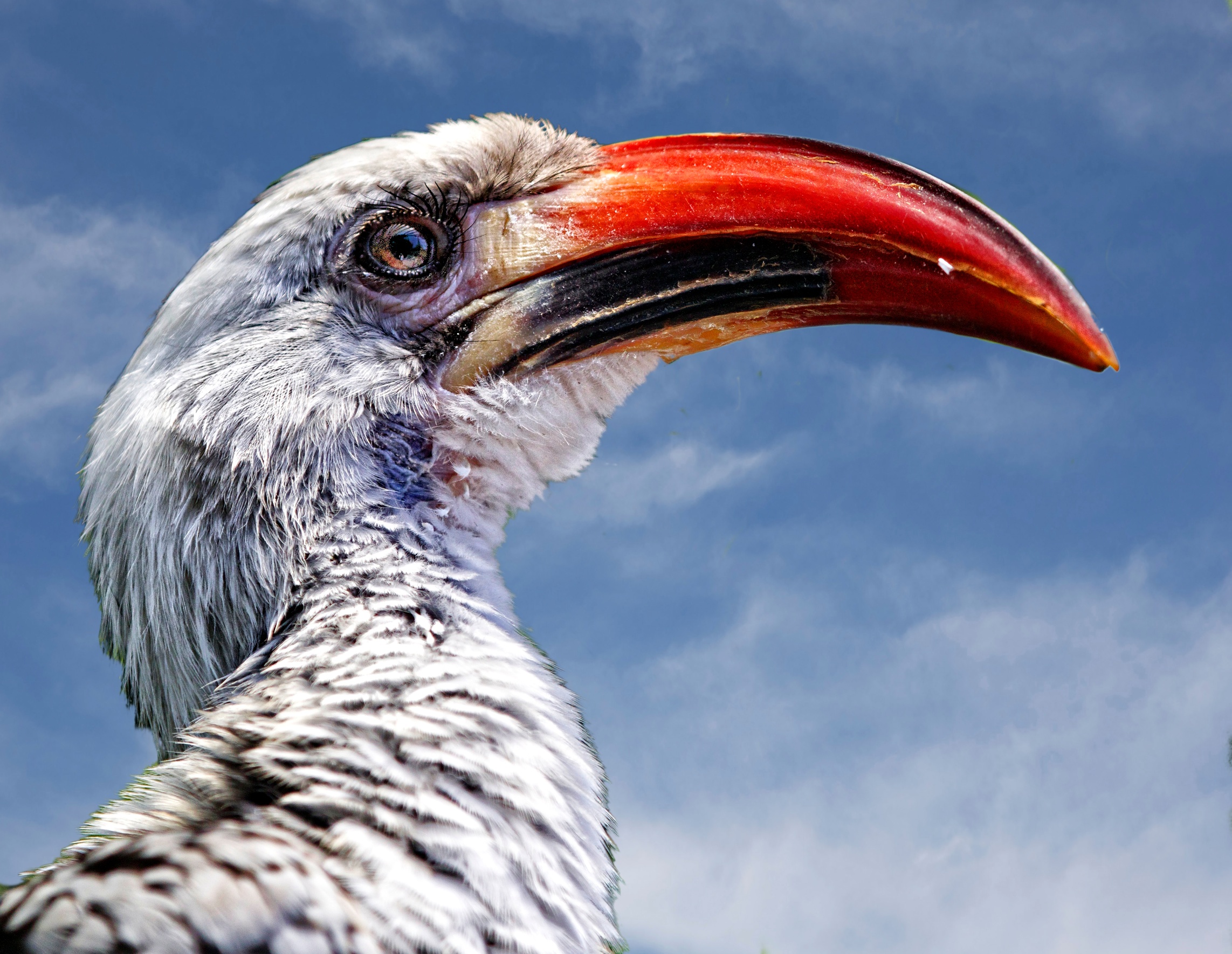 Red-billed hornbill | Shutterbug