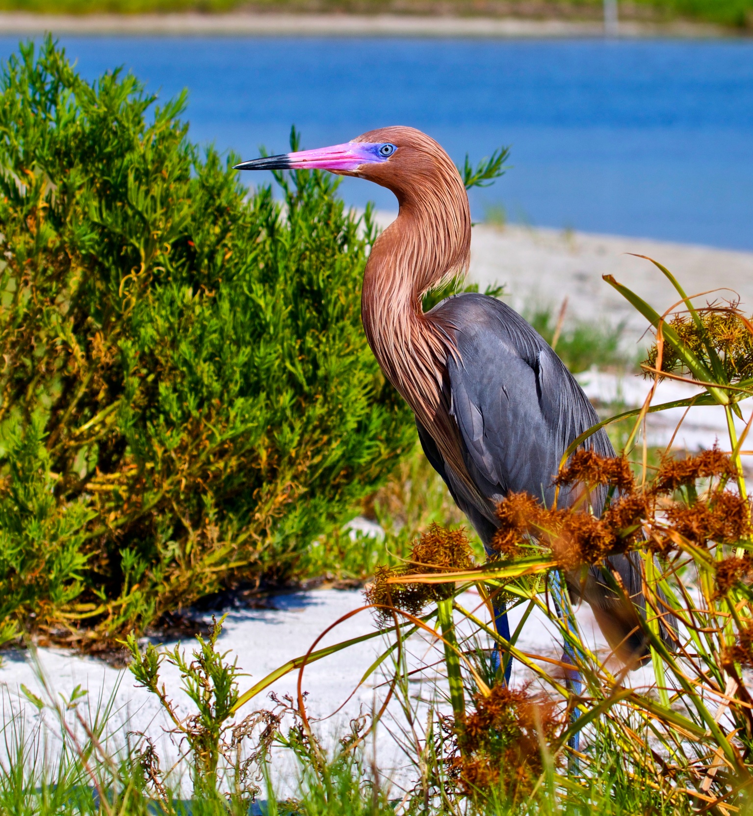 Reddish Egret | Shutterbug