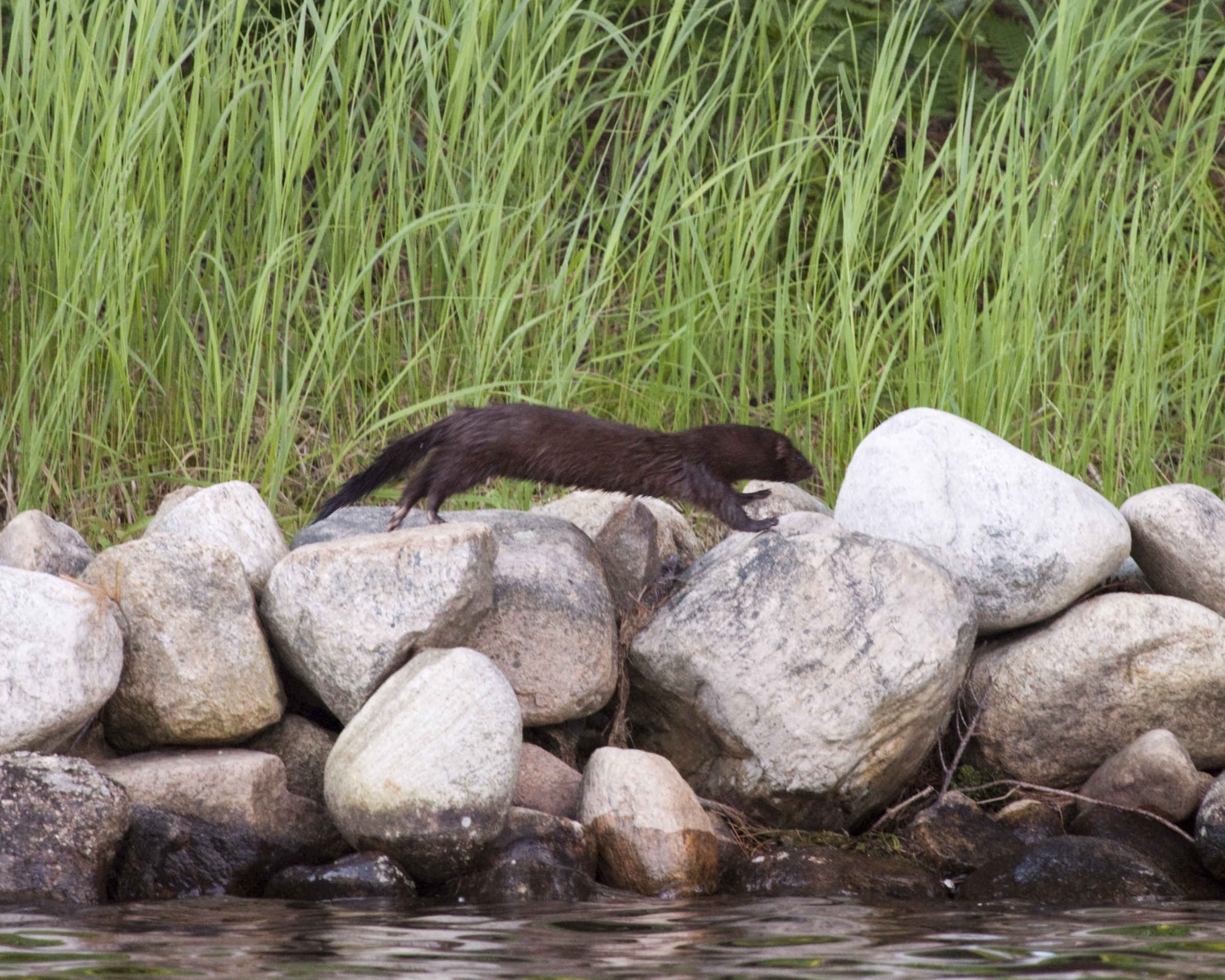 Leaping Mink | Shutterbug