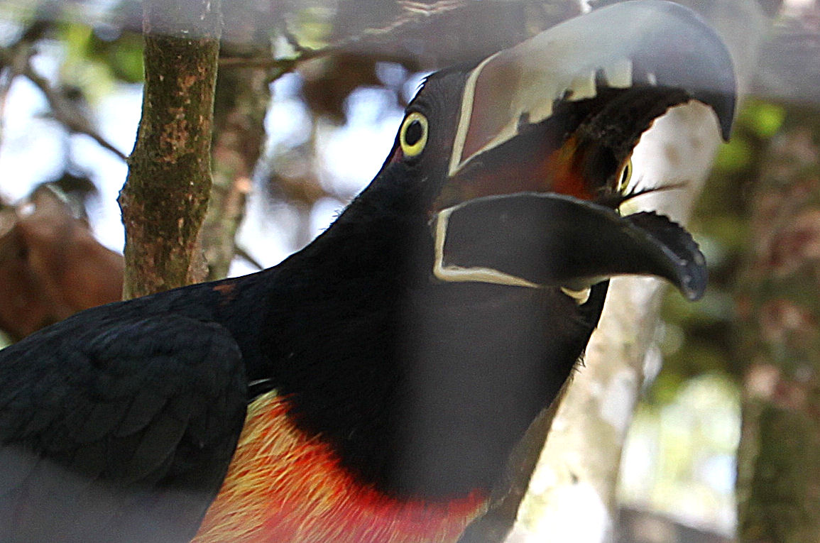 Collared Aracari | Shutterbug