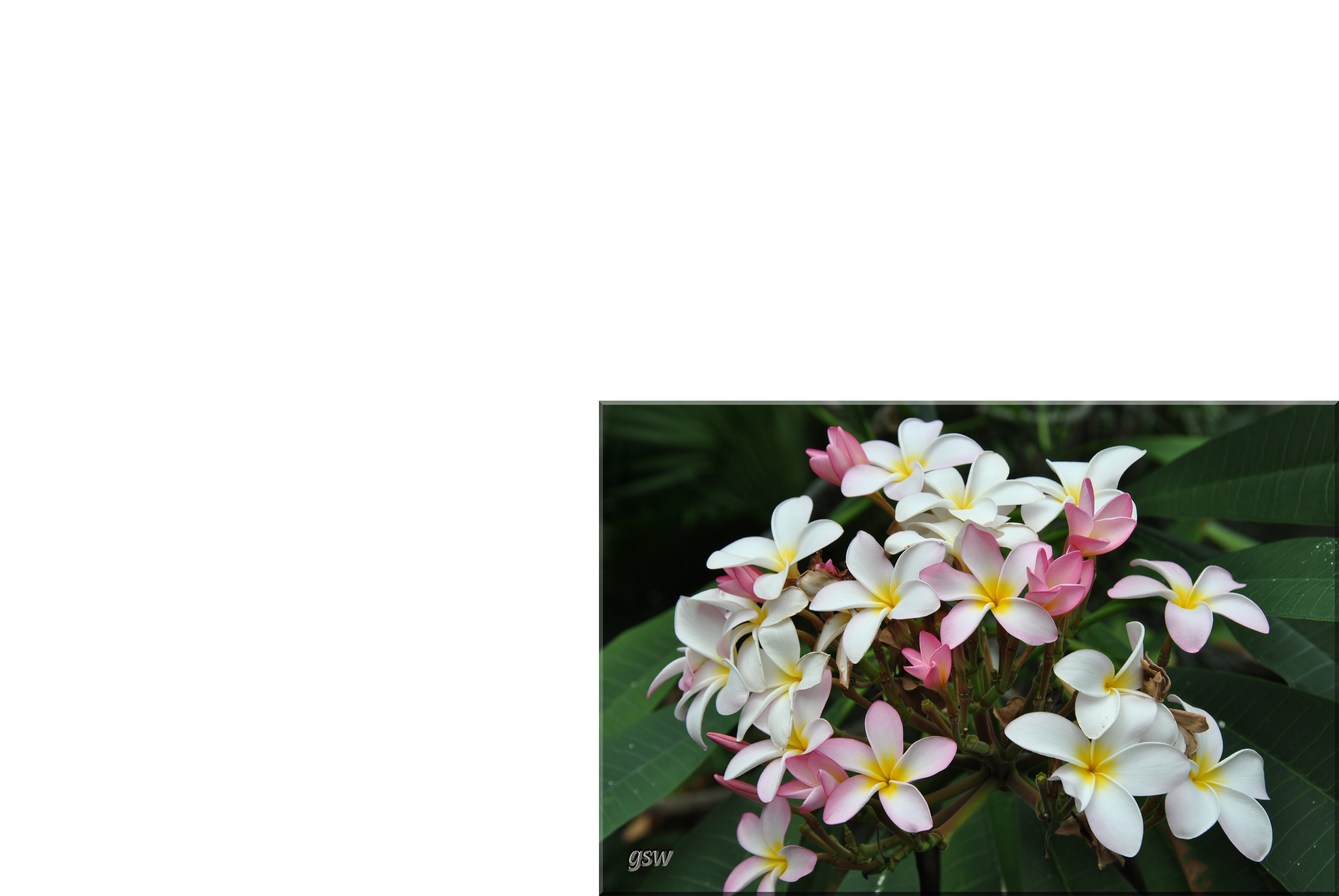 Jungle Flowers | Shutterbug