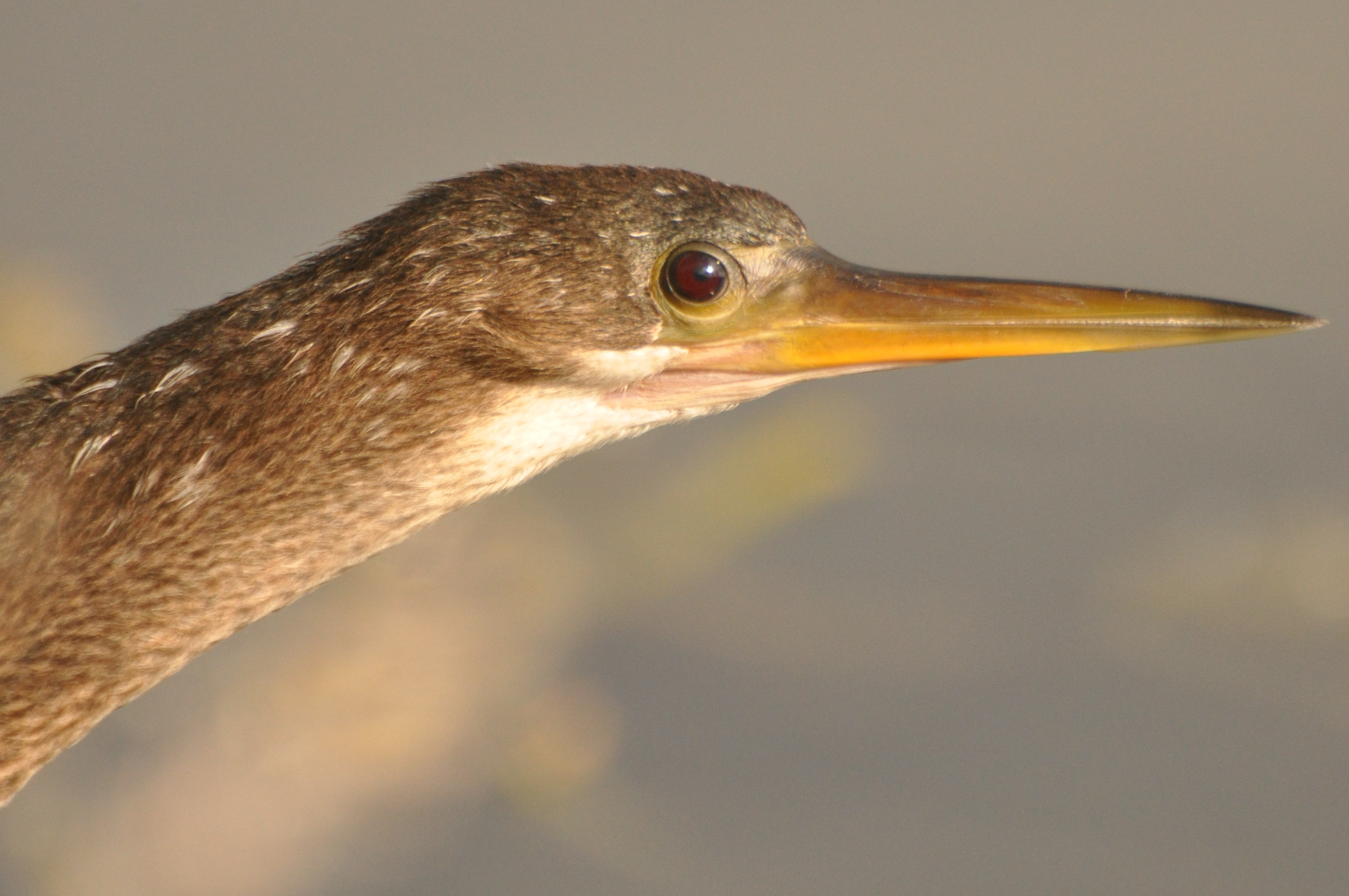 Portrait of an Anhinga | Shutterbug