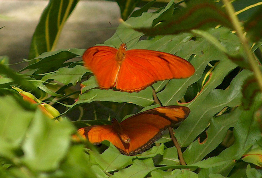 Butterfly Mates | Shutterbug