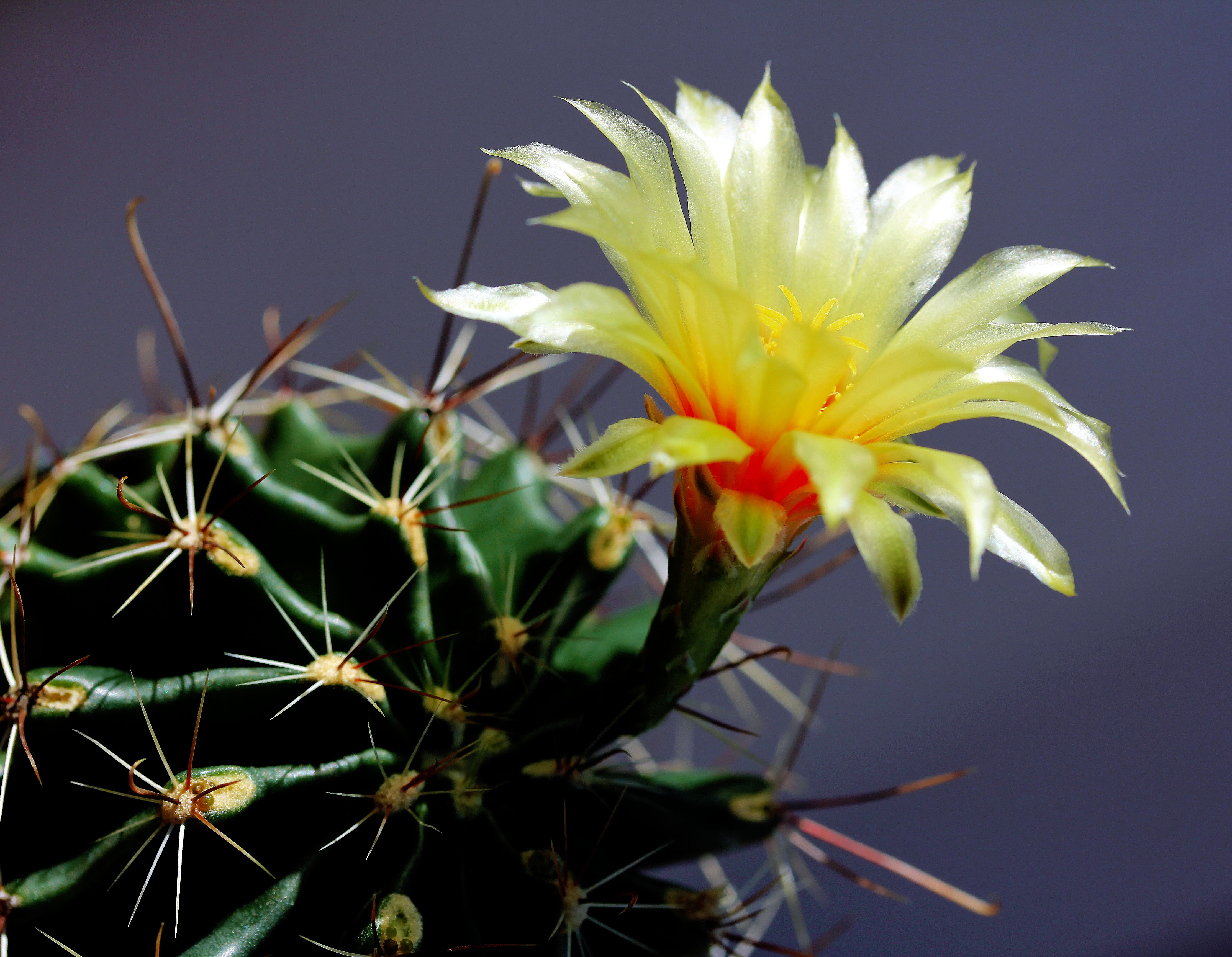 Yellow Torch | Shutterbug