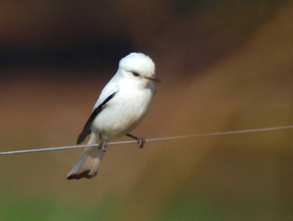 Black and white monjita(Xolmis dominicana) | Shutterbug