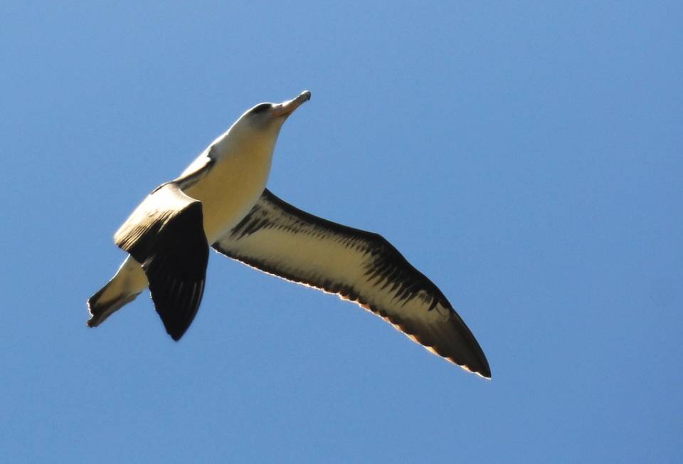Moli (Laysan Albatross) over Ka'ena Point | Shutterbug