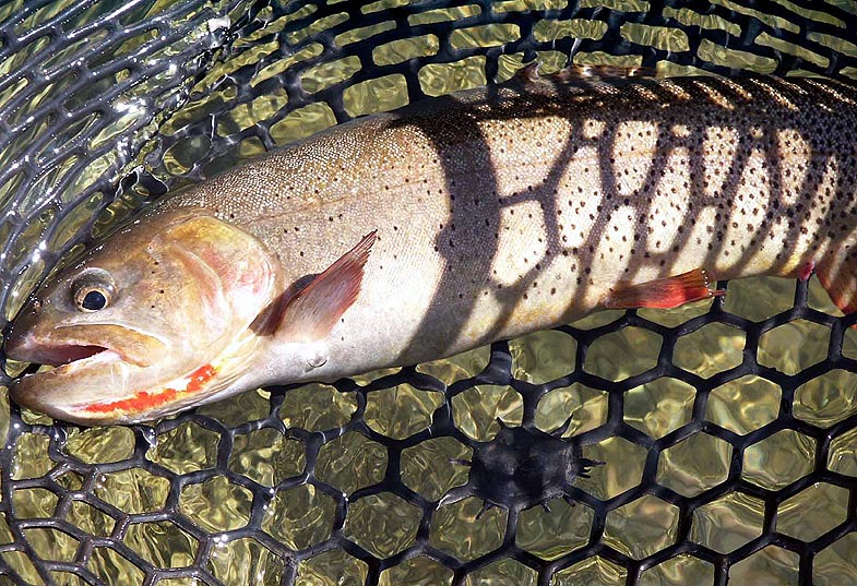 Cutthroat | Shutterbug