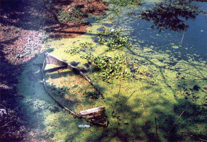 The submerged boat in a pond water | Shutterbug
