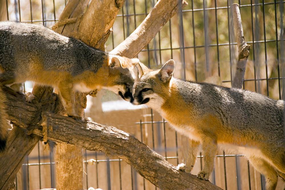 Foxy Lady(sorry) | Shutterbug