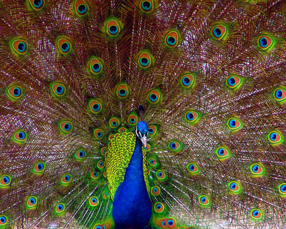 Peacock Shutterbug