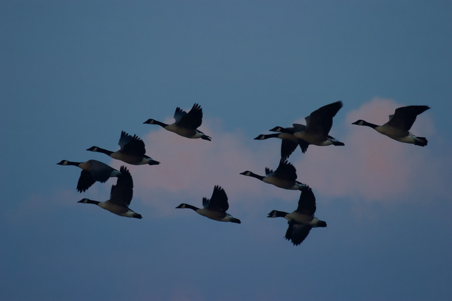 11 Honkers | Shutterbug