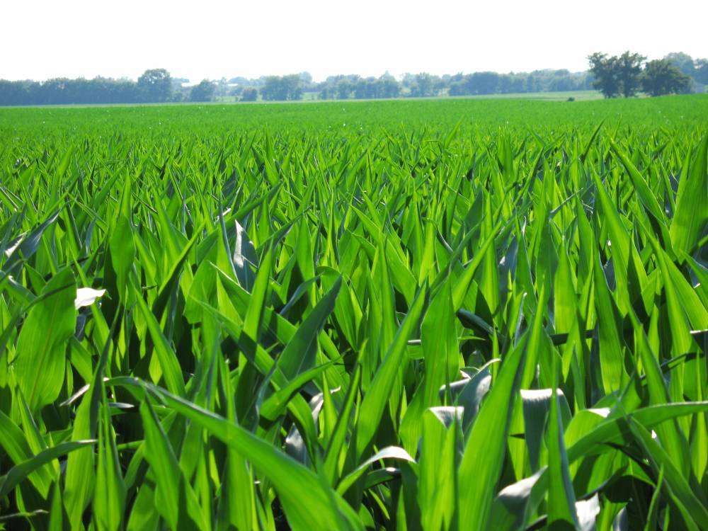 Corn Field Shutterbug