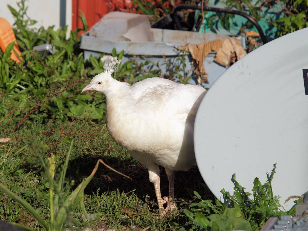 White Peacock Shutterbug