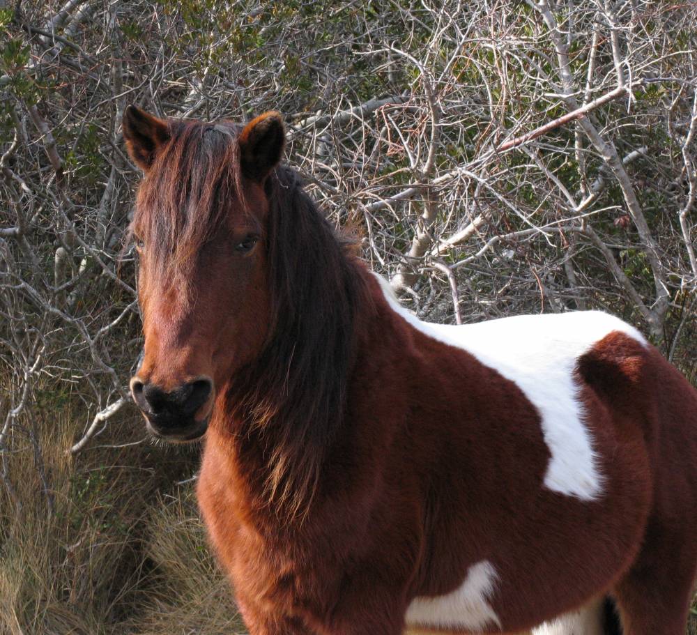 Assategue pony | Shutterbug