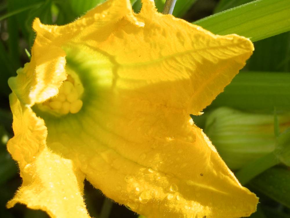 squash | Shutterbug