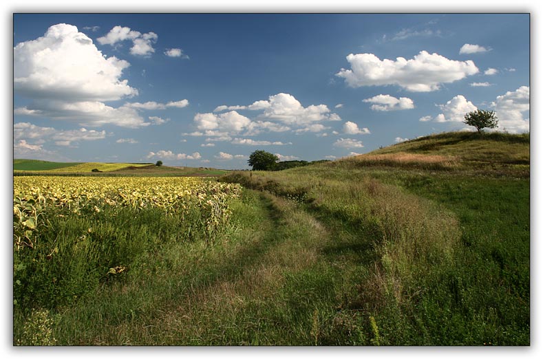 Wide field | Shutterbug