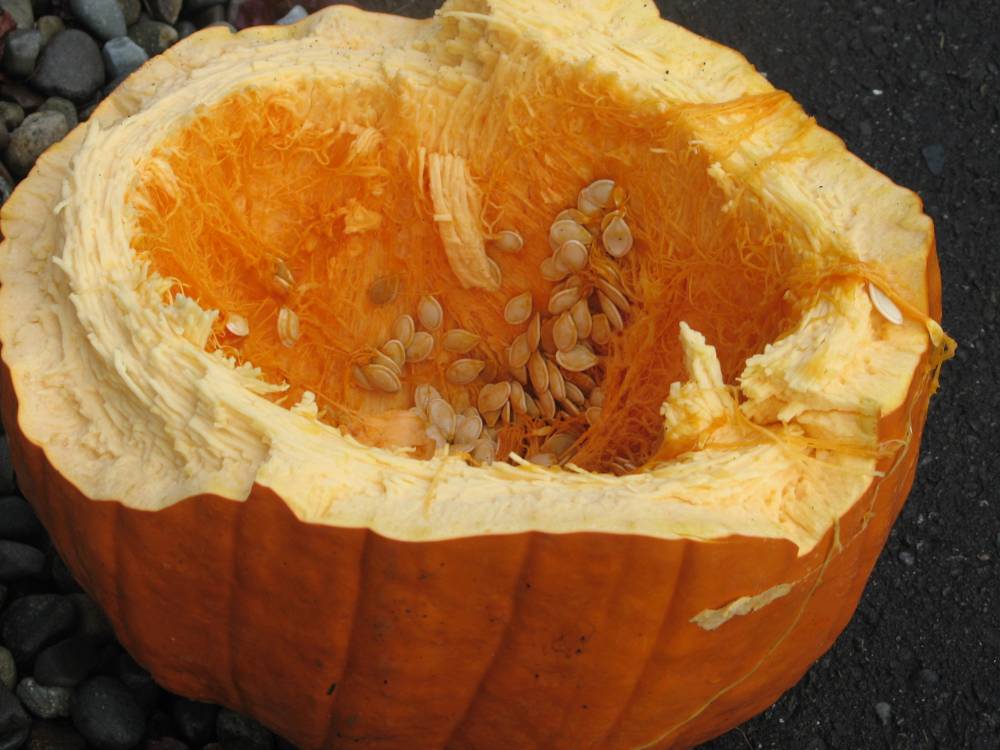 Smashed Pumpkin | Shutterbug