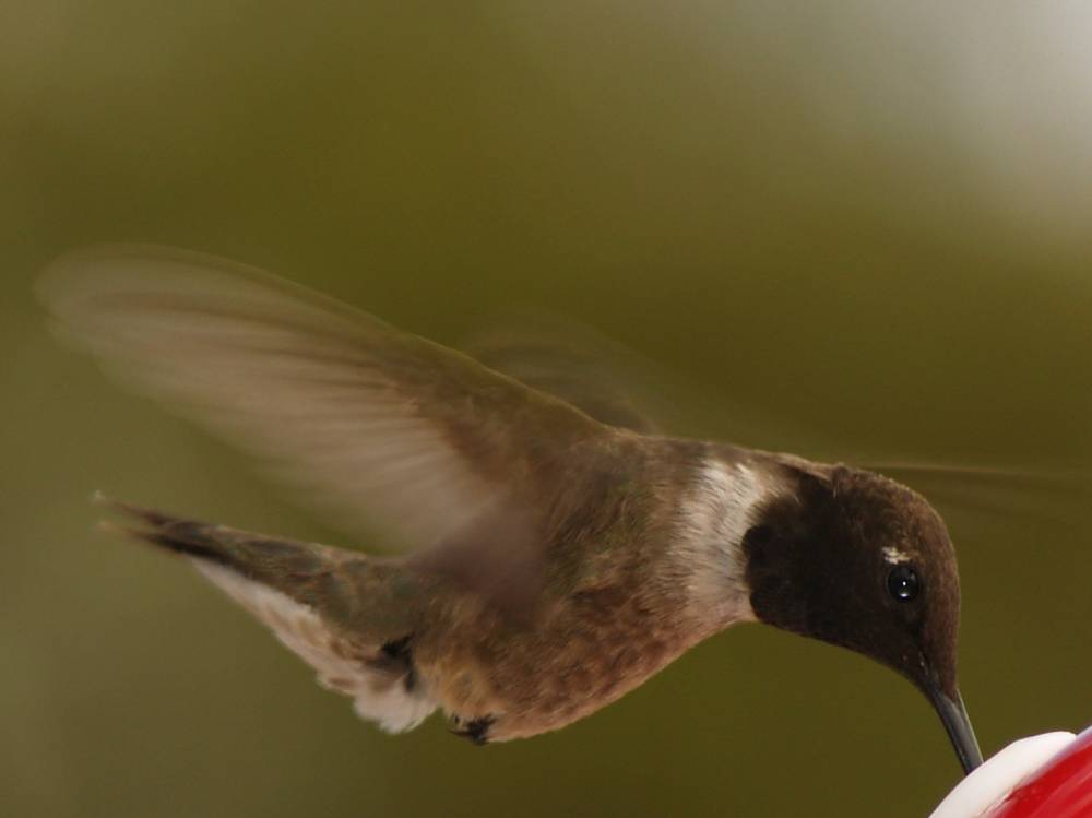 Feeding Shutterbug