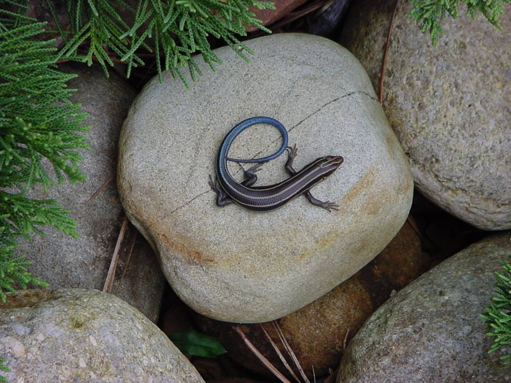 Blue tailed skink | Shutterbug