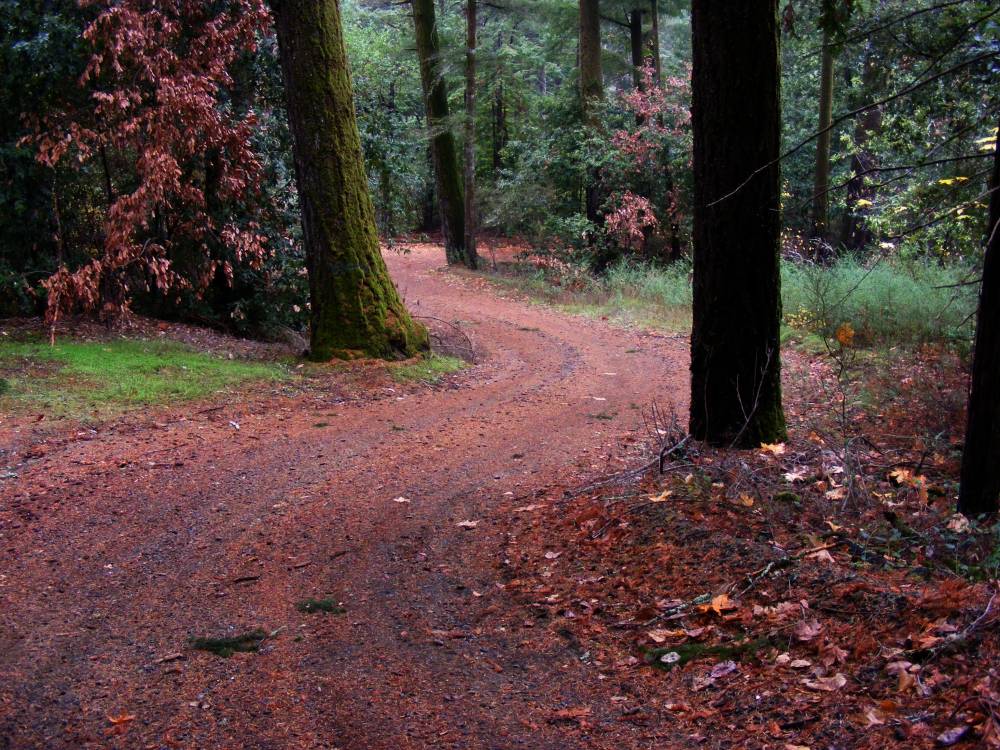 SCurveWoods | Shutterbug