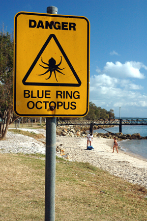 Another Aussie Danger | Shutterbug