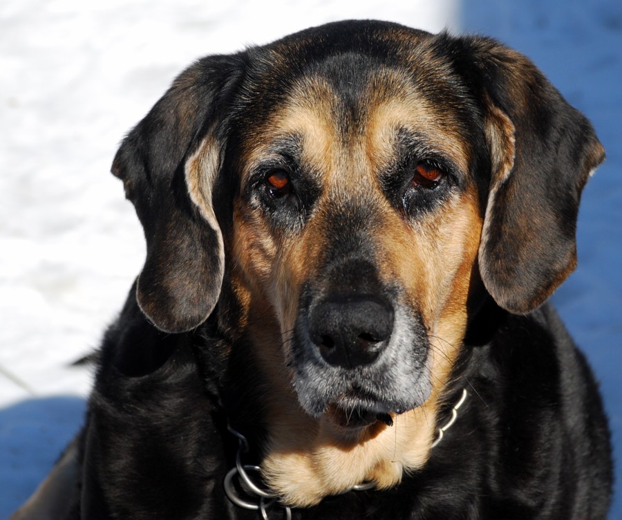 Sadie, the Round Hound | Shutterbug