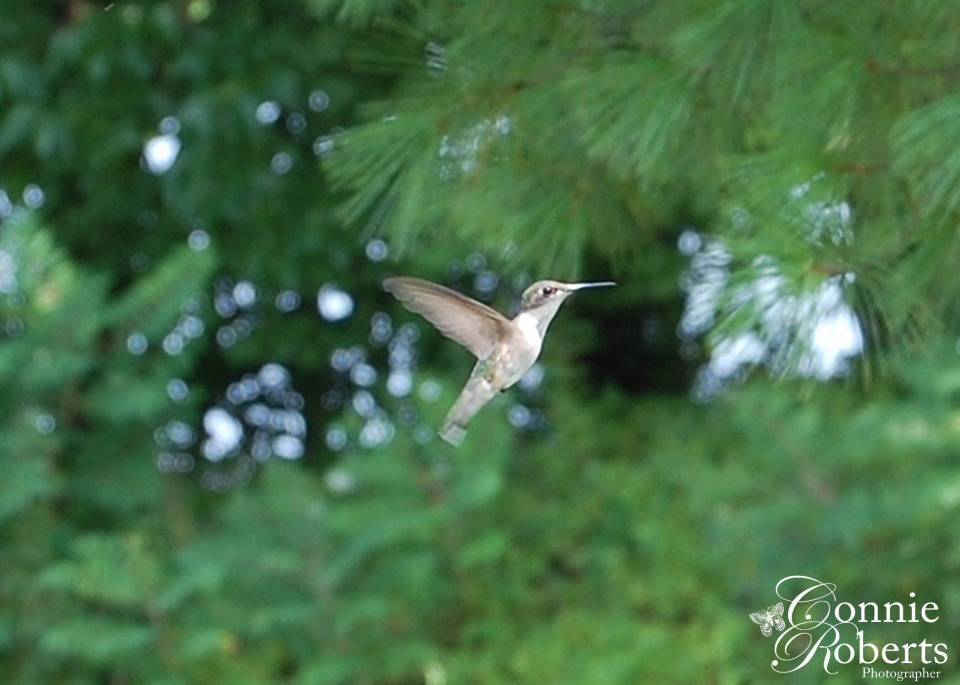 A Flutter Friend | Shutterbug