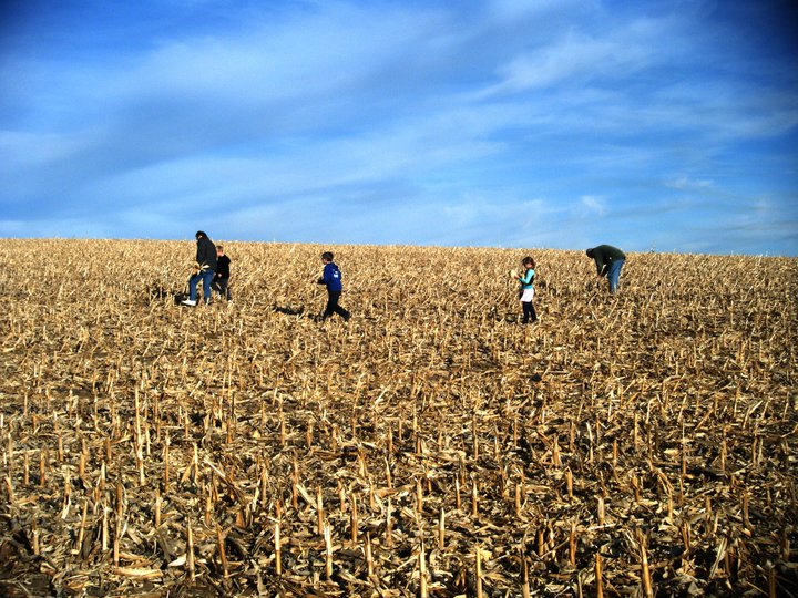 A Walk In The Corn Field Shutterbug