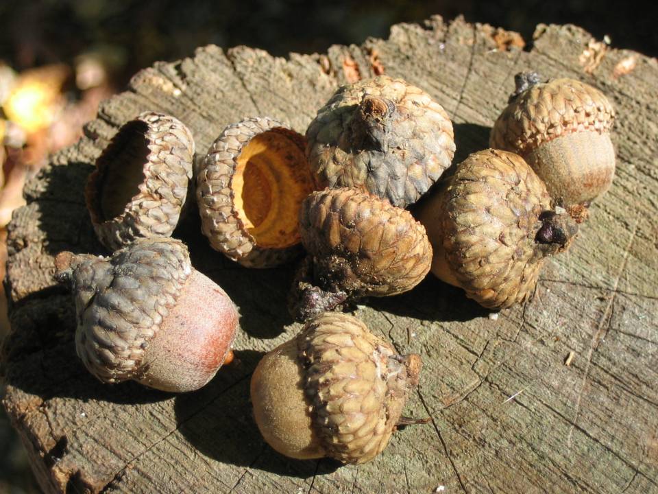 A walk in the Park - Acorns | Shutterbug