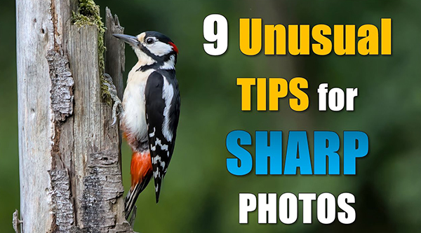 Want SHARPER Nature & Wildlife Photos? Use These UNIQUE Tips (VIDEO ... Want SHARPER Nature & Wildlife Photos? Use These UNIQUE Tips (VIDEO ...