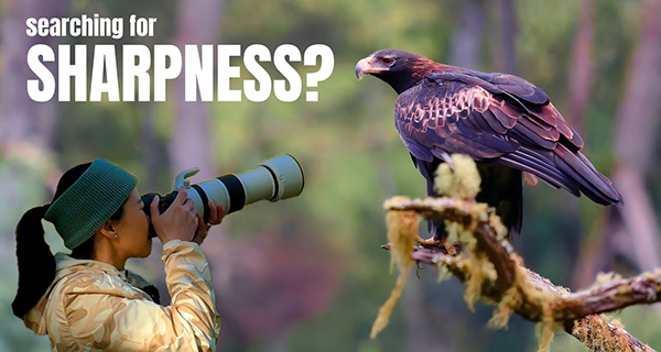 Want Sharper Bird Photos? Use these 5 Easy Pro Tips (VIDEO) | Shutterbug Want Sharper Bird Photos? Use these 5 Easy Pro Tips (VIDEO) | Shutterbug