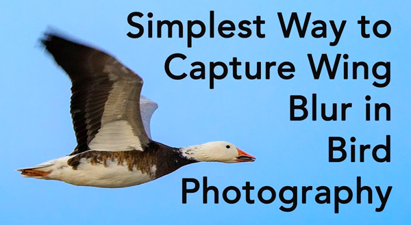 Shoot Better Bird Photos with This Simple Trick for Capturing Wing Blur ...