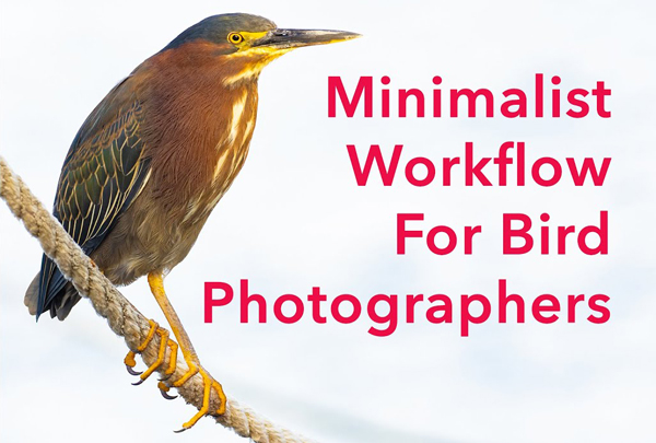 Try This Simple Workflow for Editing Bird Photos in Lightroom (VIDEO ...