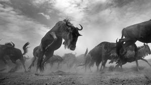 Nature Photographer Captures Stunning Images of African Wildlife at ...