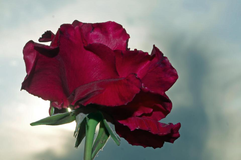 Sky Rose | Shutterbug