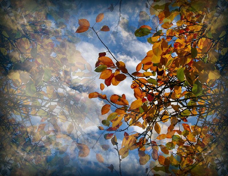 Autumn Dreams | Shutterbug
