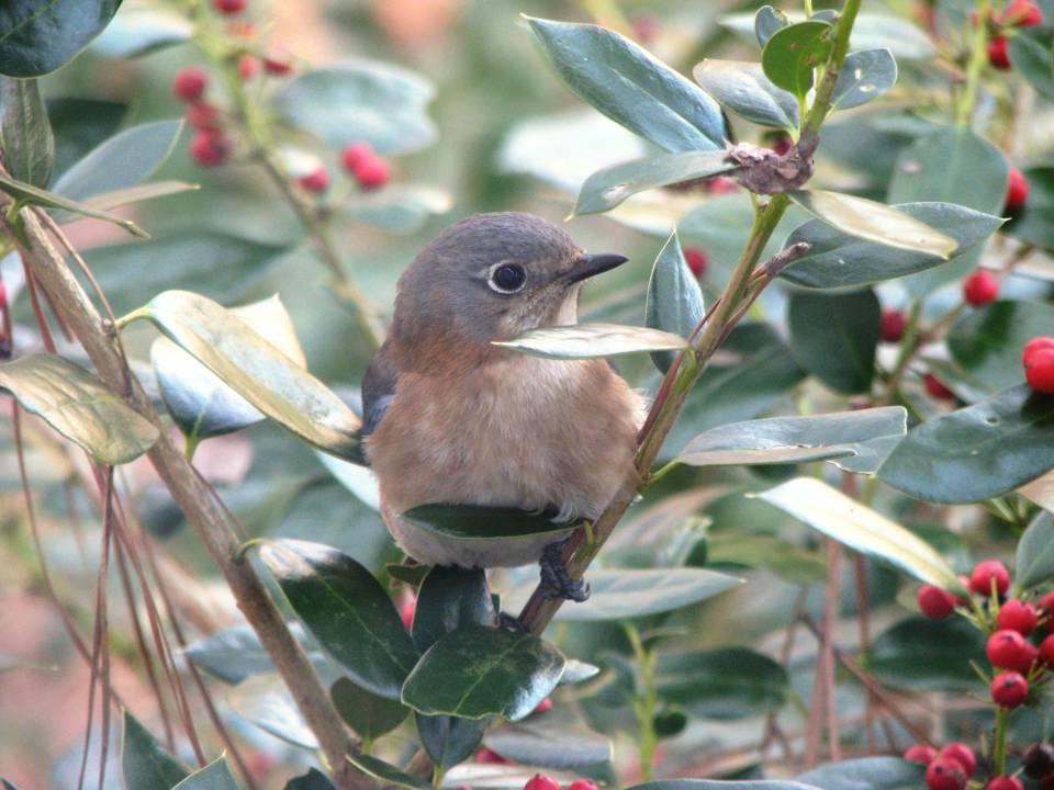Blue Bird in Fall | Shutterbug